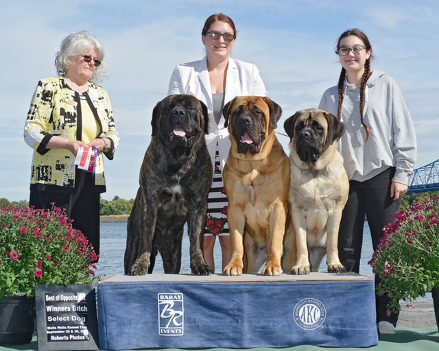 River Valley Mastiffs – Breeders of Health Tested AKC Mastiffs and ...